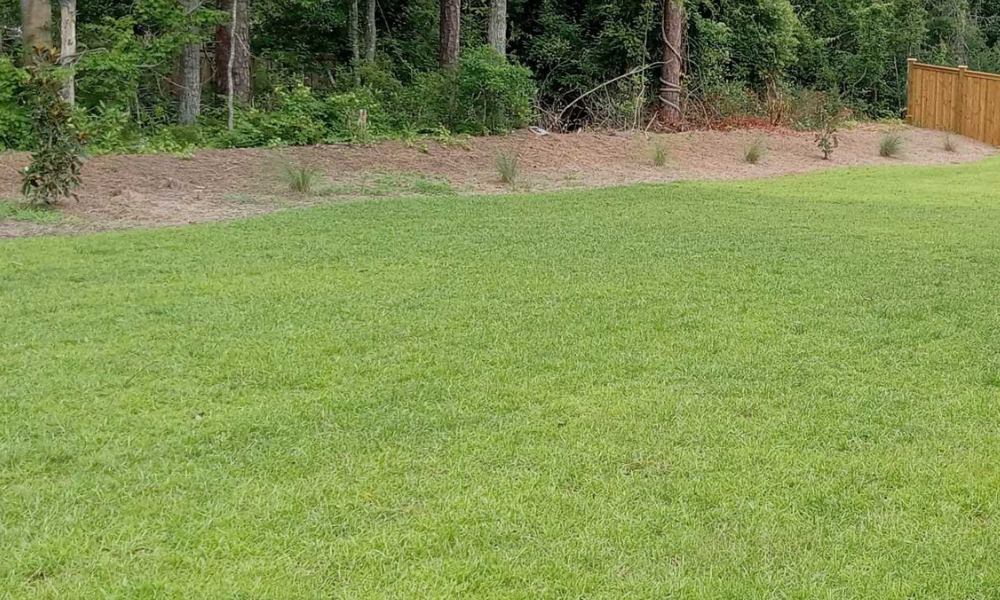 Centipede Grass: A Comprehensive Guide