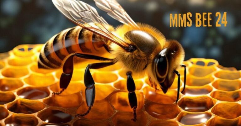 MMS 24 Bee: A Comprehensive Overview - Theclockend